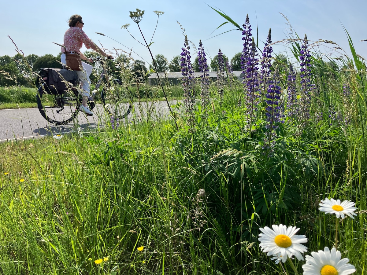 Dorpsbewoners zaaiden bloemen in de berm, maar kregen er een meurende ...