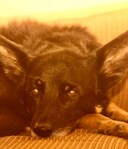 Poolse bastaard Mila ontroert haar buurt: ‘Iedereen vindt het gezellig ...