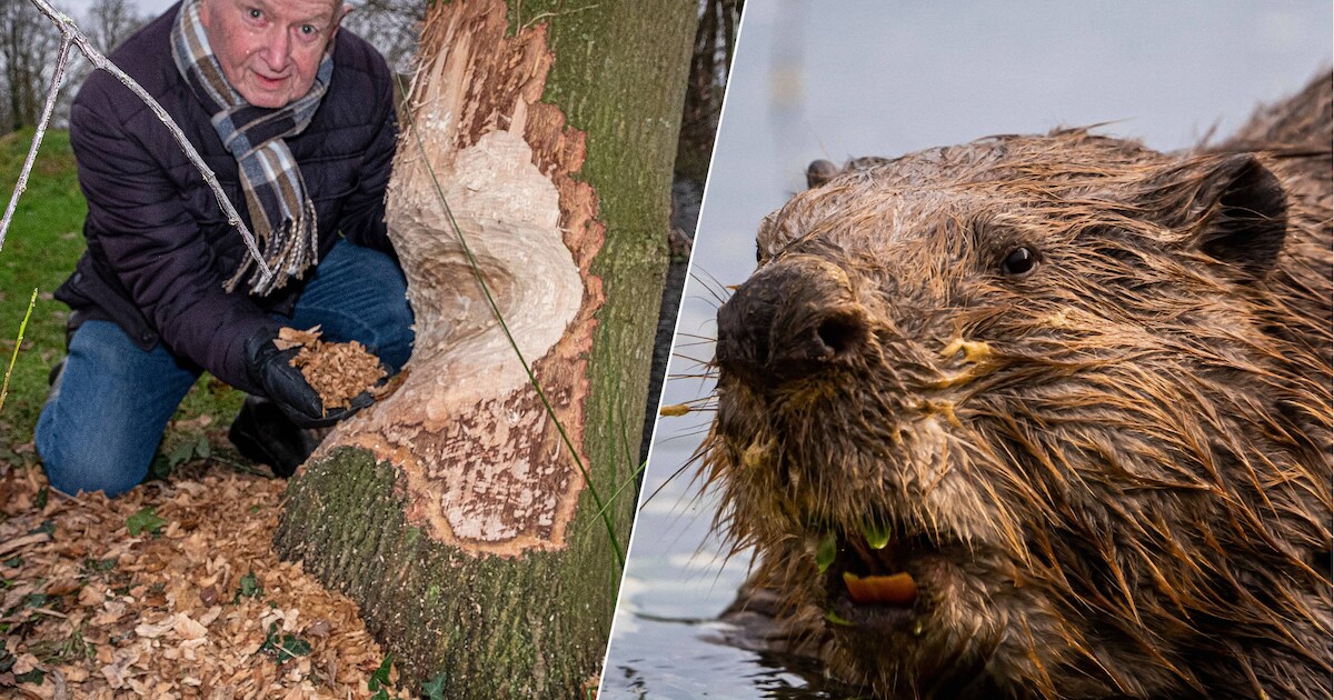 DDR, Biesbosch, Mill: de comeback van de bever raakt nu ook het ...