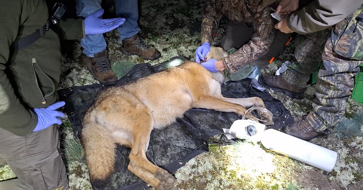 Kabinet wil dat meer wolven in Nederland een zender krijgen ...