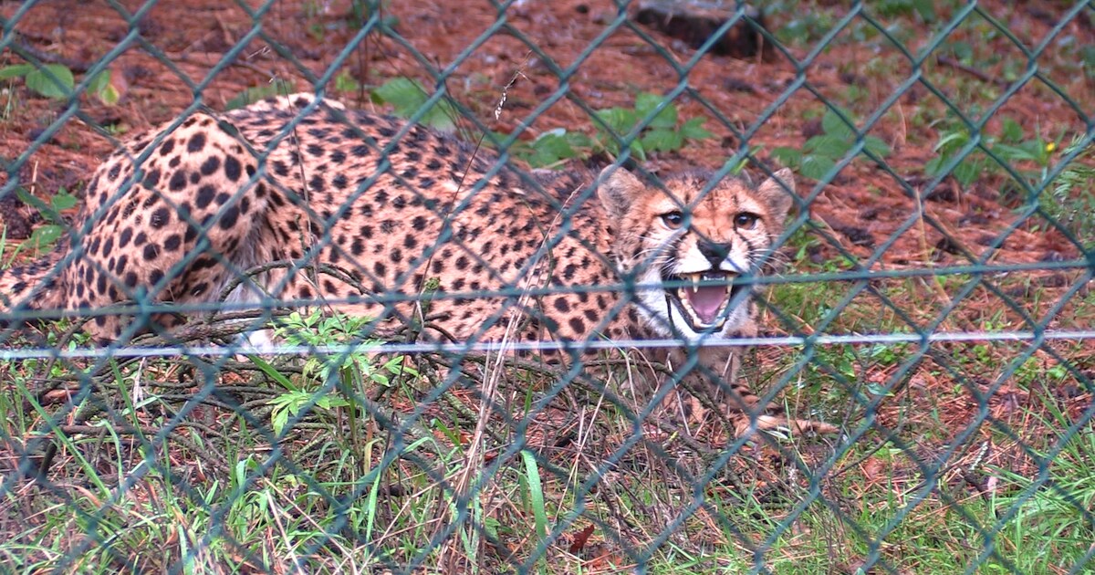 ‘Straf’ voor Duitse leerling (17) die werd aangevallen door cheeta in ...