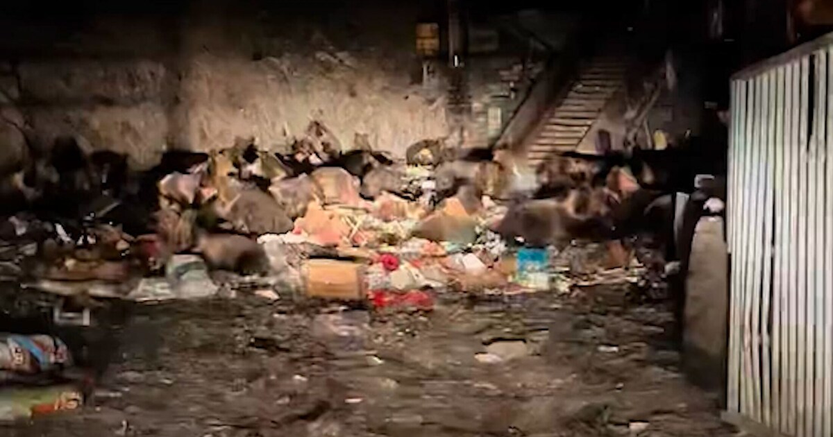 KIJK | Tientallen beren zoeken op Tibetaanse vuilnisbelt naar eten | Buitenland | De Gelderlander.nl