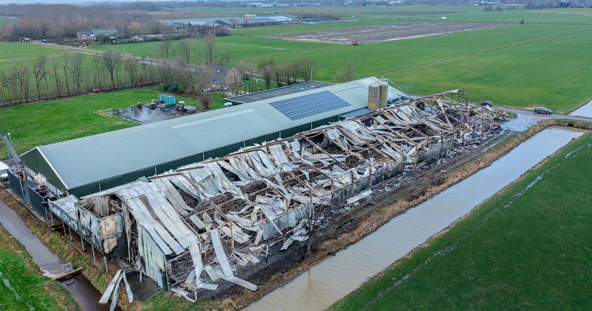 Stalbrand in Renswoude: afgelopen elf jaar 12.000 dieren om het leven ...
