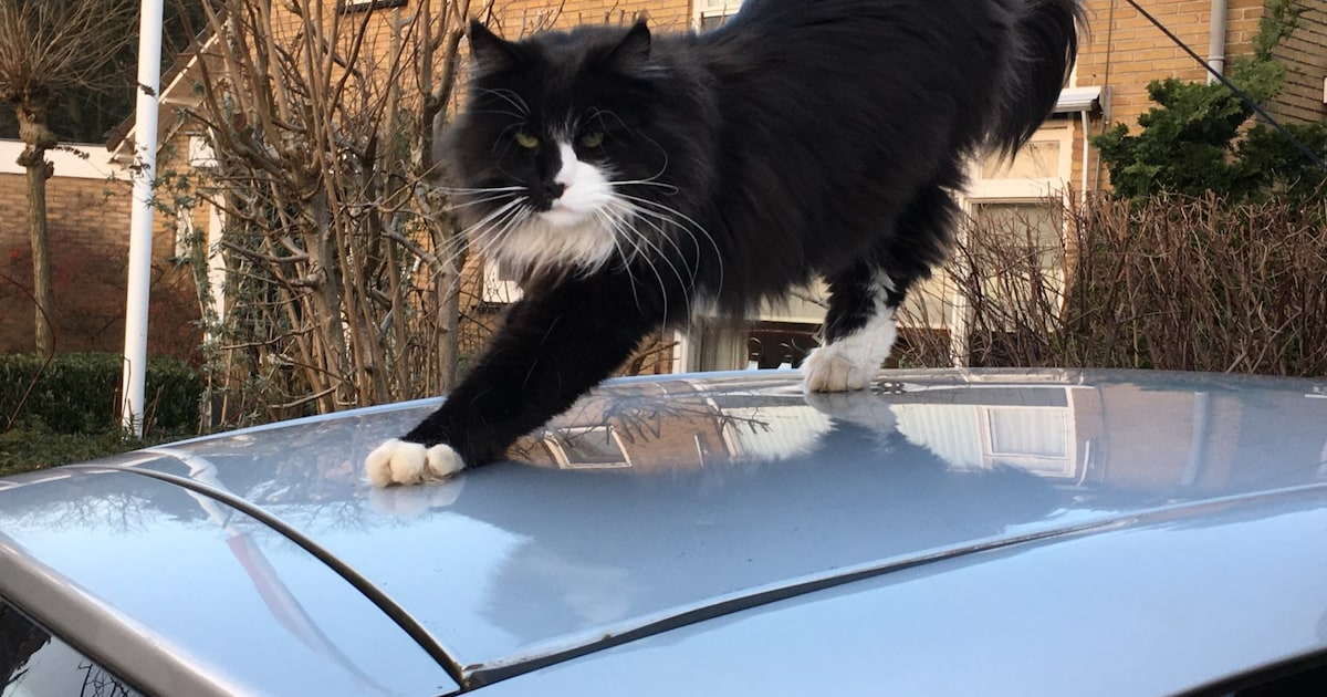 Heb jij Bello, Joey of Momo gezien? Deze vijf huisdieren worden in Ede ...