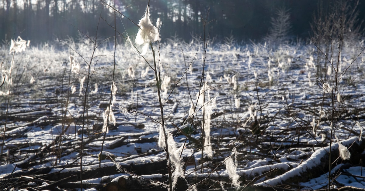 Exotische schimmel, of toch katoenplantage? ‘Luguber slagveld’ in dit ...