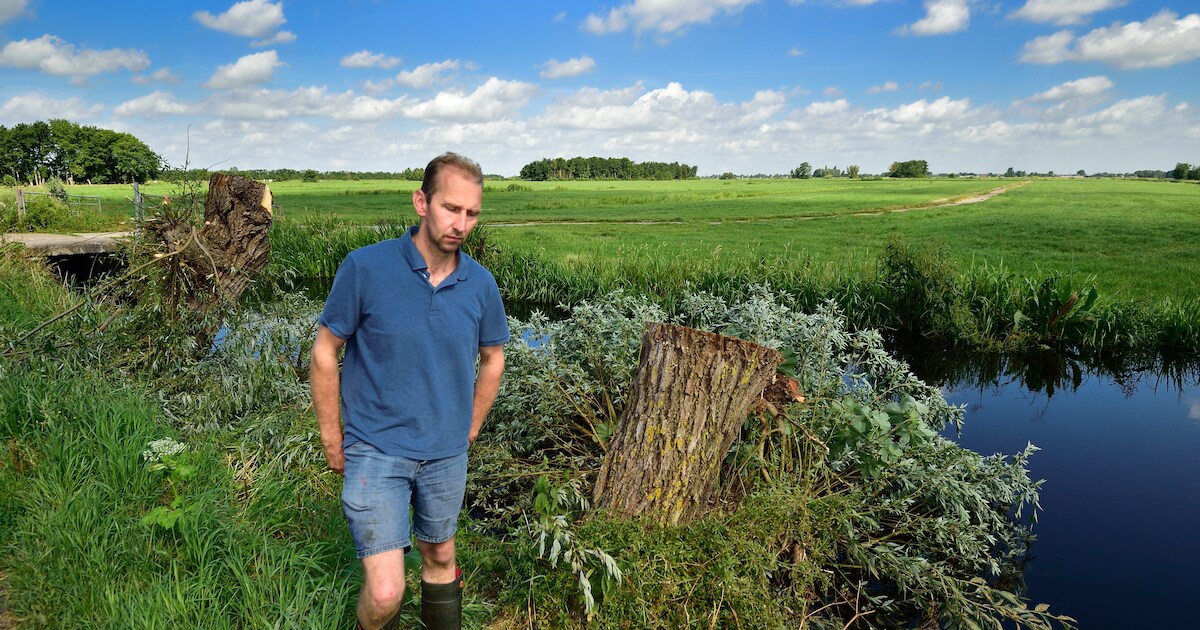 Buurt woest om boze boer die 100 knotwilgen kapte: ‘Neiging poep tegen ...