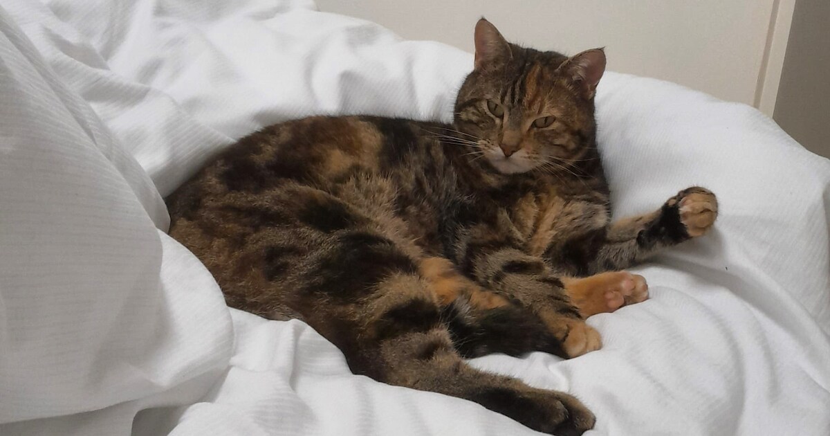 Schot op poes Lina (5) in Geldrop: eigenaar overweegt kostbare operatie ...