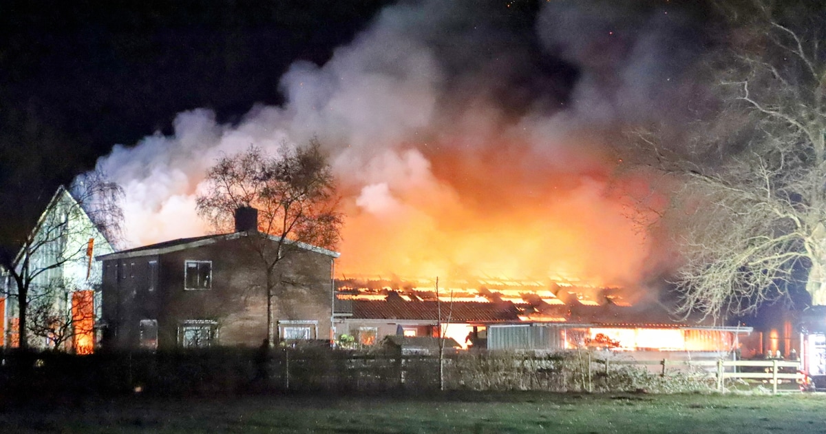 Grote brand bij boerenbedrijf pal naast de A15: dertig schapen dood ...