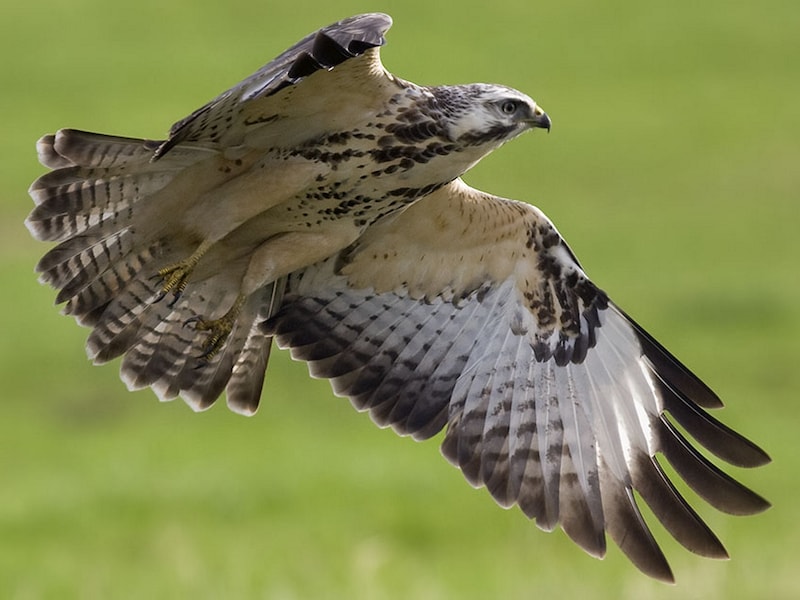 Vroege vogelwandeling bij Natuurcentrum De Ginkel in Ede | Regio | De ...