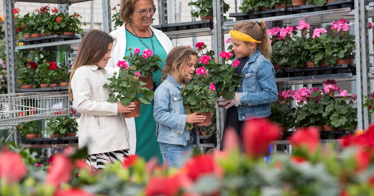 IJsheiligen voorbij, dus plantjes erin | Neder-Betuwe | gelderlander.nl