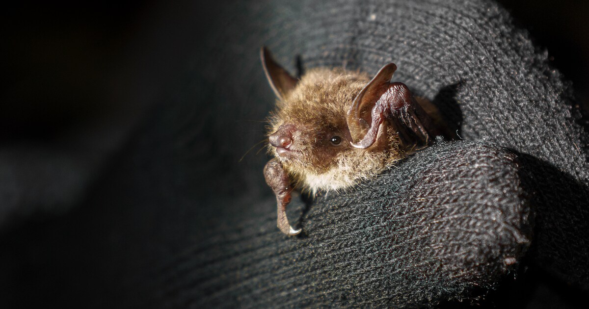 Genieten van een mysterieuze flits in de schemering | Wageningen | De ...