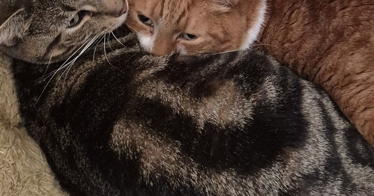 Heb jij Chewie gezien? Dit huisdier wordt in Berg en Dal vermist ...
