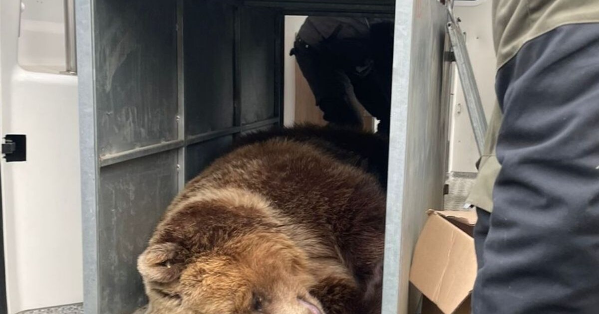 Raketten sloegen in bij hun verblijf: Ouwehands Dierenpark wil twee ...