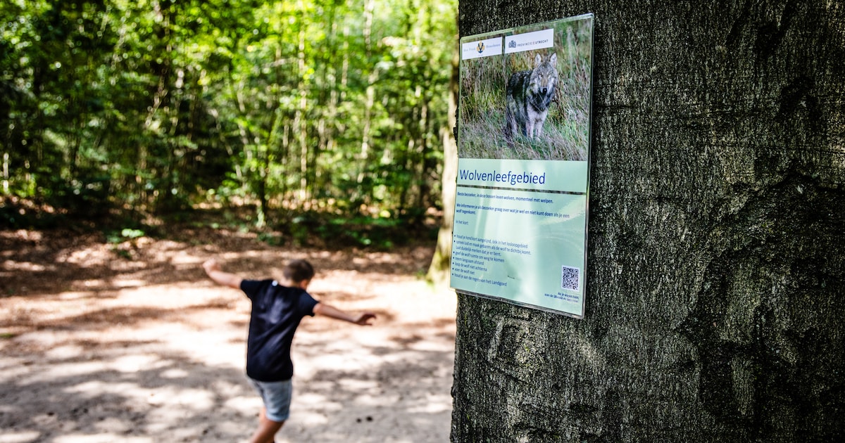 Er komen nieuwe wolvenwelpjes aan: gaan er weer natuurgebieden ...