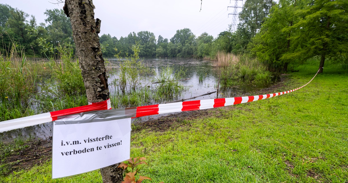 Vissterfte in Bemmelse plas lijkt ten einde: ‘Hopelijk volgende week ...