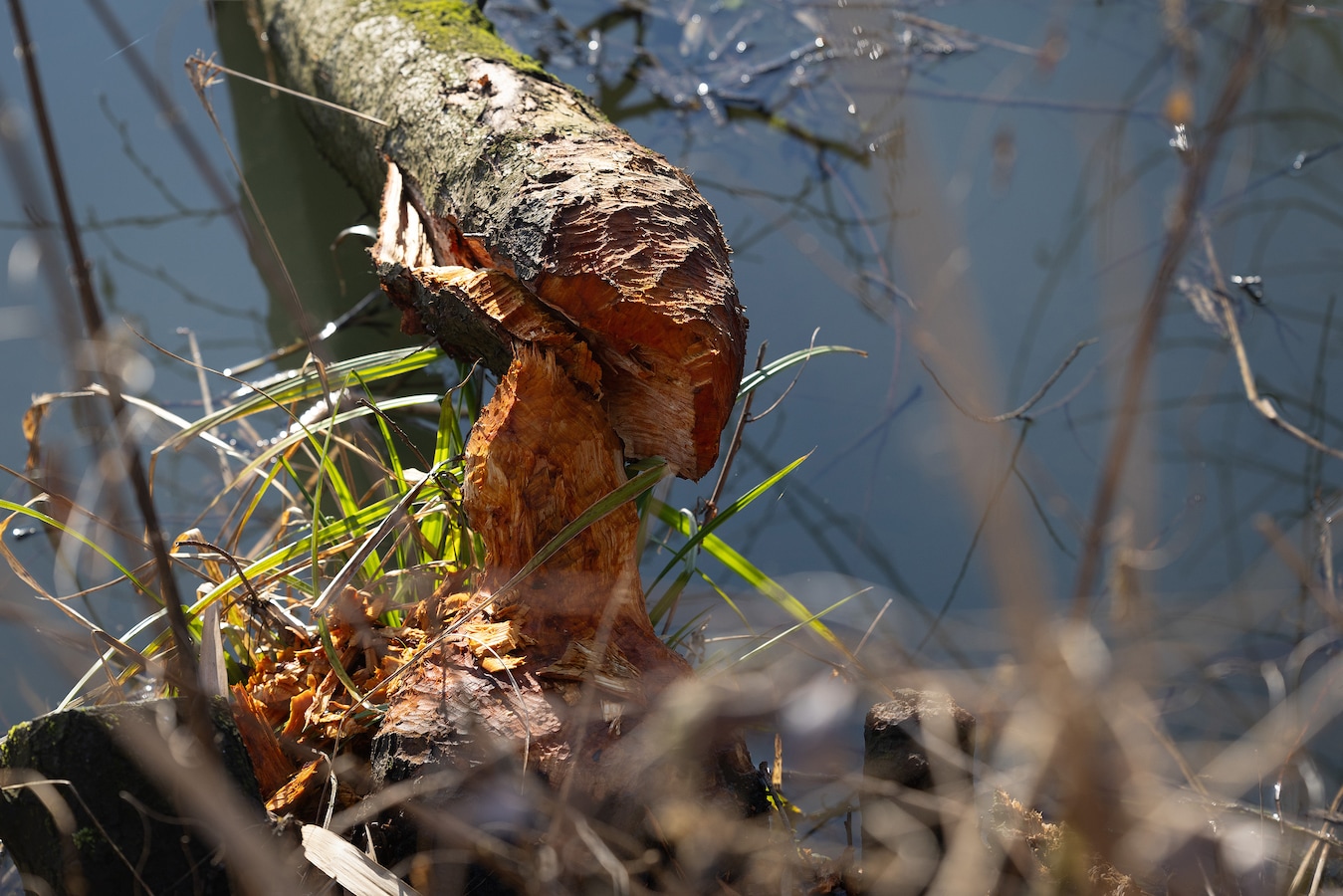 De bever is bezig met een opmars in onze regio, zo eenvoudig is het om ...
