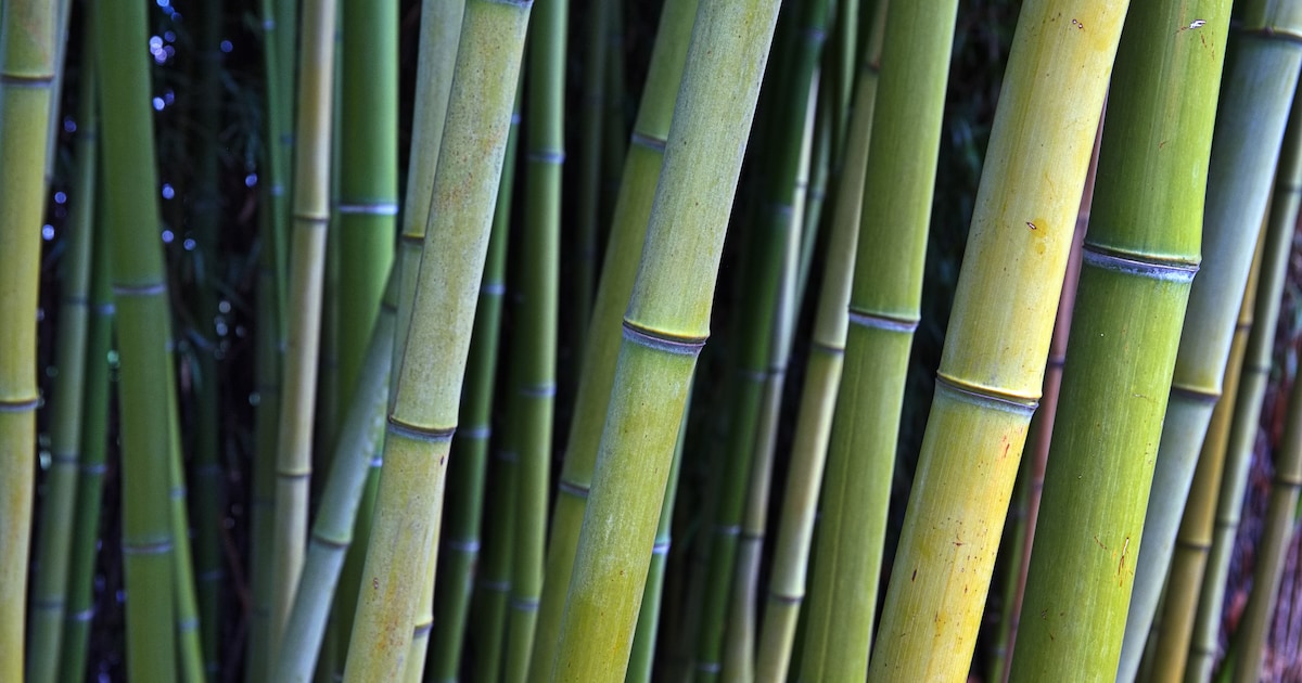 Wereld Bamboedag bij PERK Bamboe Tuin in Beesd | West Betuwe | De ...