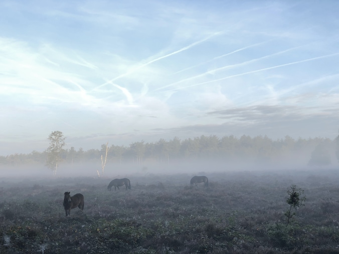 Nieuwe uitkijktoren in natuurgebied De Maashorst weer een stap ...