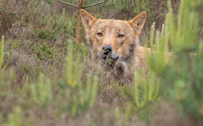 Dode wolf langs A28 bij Leusden en Amersfoort gevonden, dier mogelijk ...