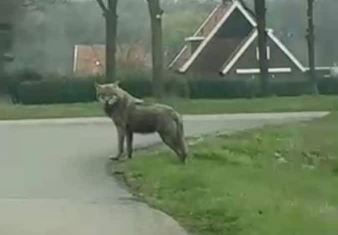 Dode wolf in Twentekanaal stierf geen natuurlijke dood | Regio | De ...