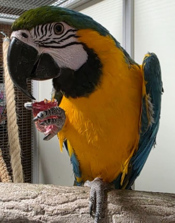 Papegaai Berry na drie dagen weer terug bij baasje Billy | Regio | De ...