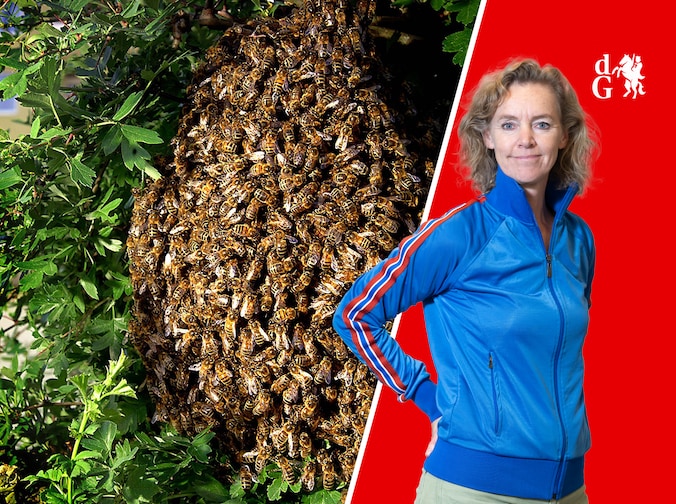 Hoe mijn bijen een tweede leven krijgen in de Ooijpolder | Extra | De ...