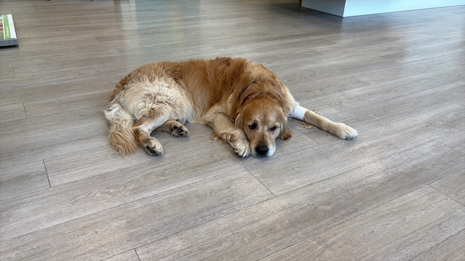 Heb jij Charlie gezien? Dit huisdier wordt in Rhenen vermist | Regio ...