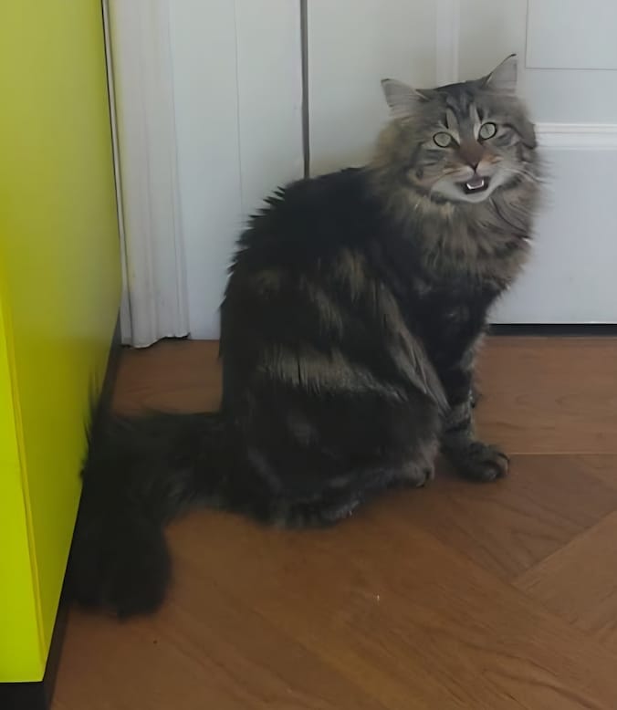 Heb jij Kitu, Moos of Nero gezien? Deze vijf huisdieren worden in ...