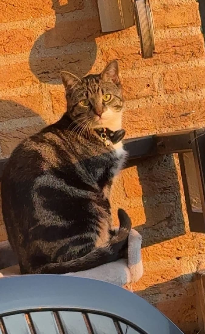 Heb jij Simba gezien? Dit huisdier wordt in Berg en Dal vermist | Regio ...