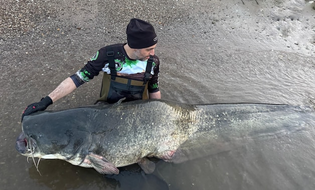 Meerval van 2.49 meter uit de Waal: dierenmishandeling? ‘Pijn van een ...
