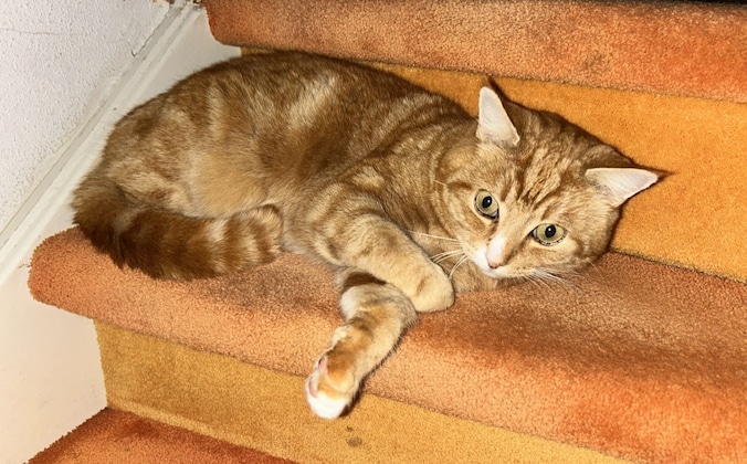 Heb jij Tom Poes, Balou of Bobby gezien? Deze drie huisdieren worden in ...