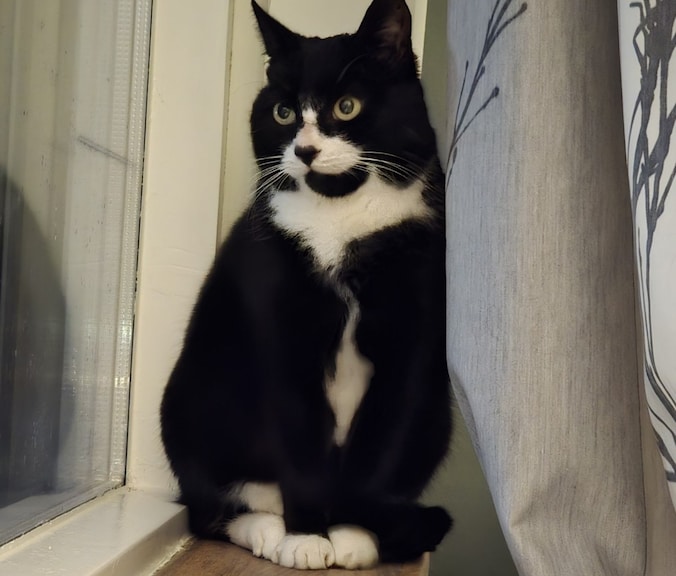 Heb jij Boes, Sonic of Spookje gezien? Deze negen huisdieren worden in ...