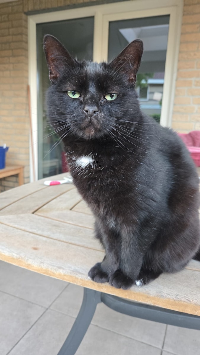 Heb jij Tim gezien? Dit huisdier wordt in Wijchen vermist | Regio | De ...