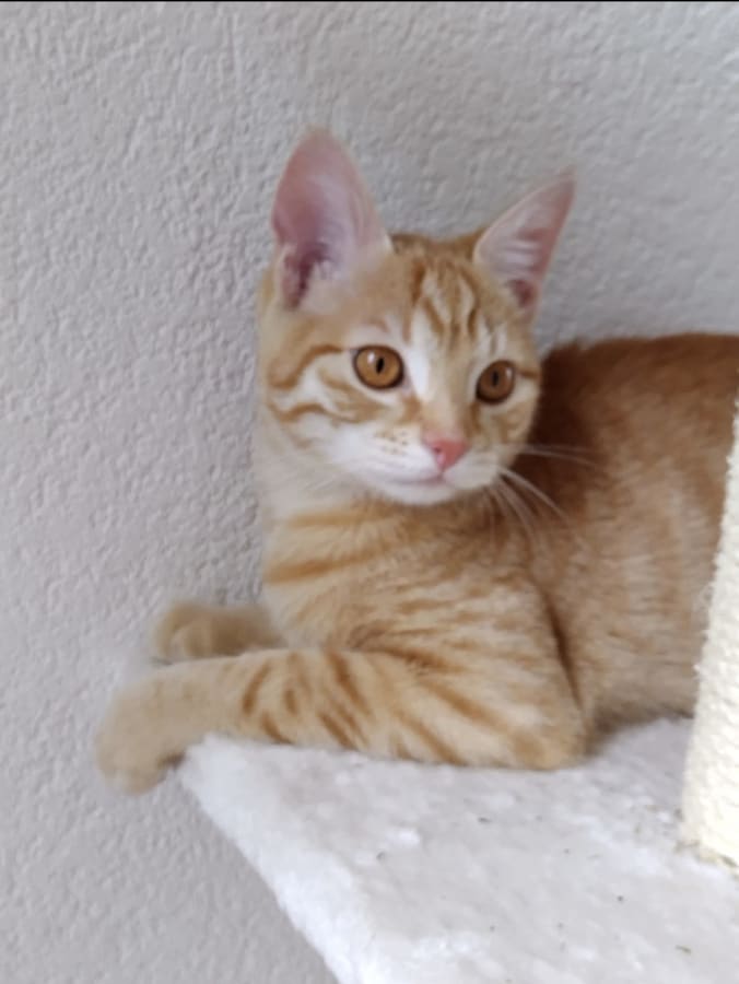 Heb jij Finn, Tommy of Victor gezien? Deze drie huisdieren worden in ...