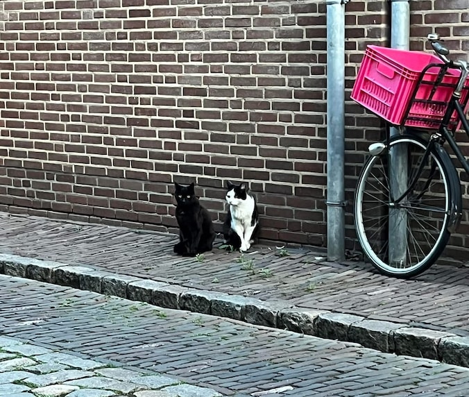 OPROEP | Buurt rouwt om overleden kat: kent u ook zo’n geliefd ...