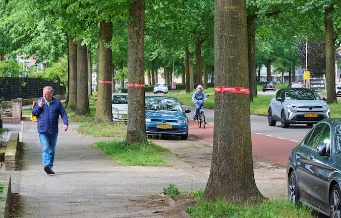 Felle strijd tussen Oss en bewoners om bomenkap: ‘Dit is een ...