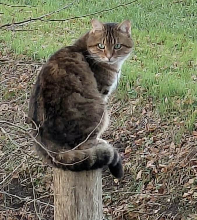 Heb jij Mau gezien? Dit huisdier wordt in Venray vermist | Regio | De ...