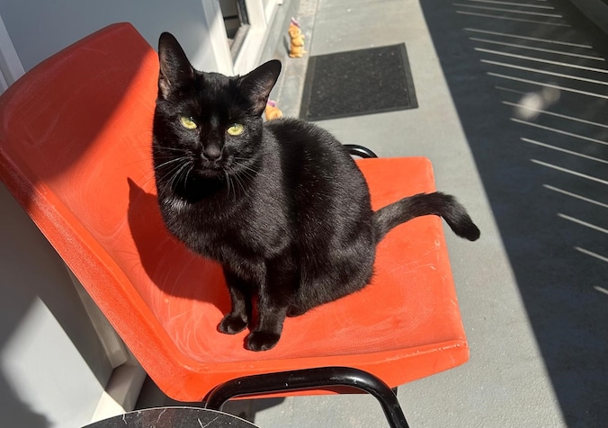 Heb jij Mochi gezien? Dit huisdier wordt in Gennep vermist | Regio | De ...