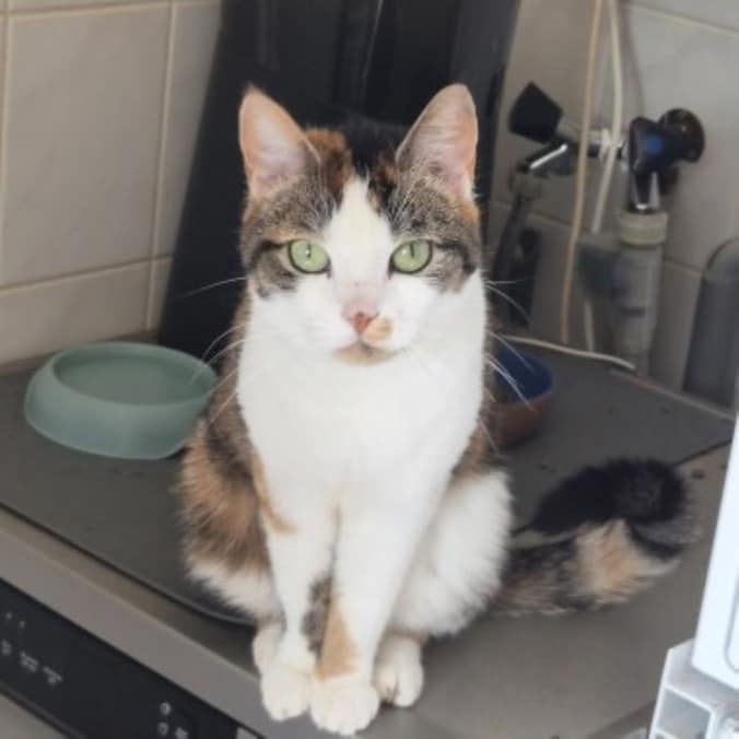 Heb jij Geen idee, Yumi of Mimi gezien? Deze vier huisdieren worden in ...