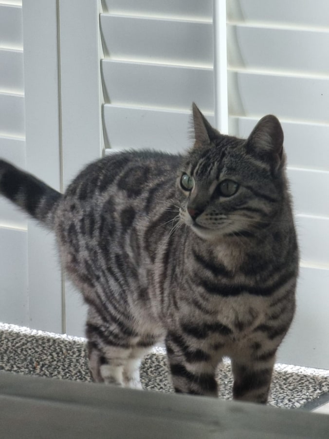 Heb jij Bella, Ellie of Pepper gezien? Deze zes huisdieren worden in ...