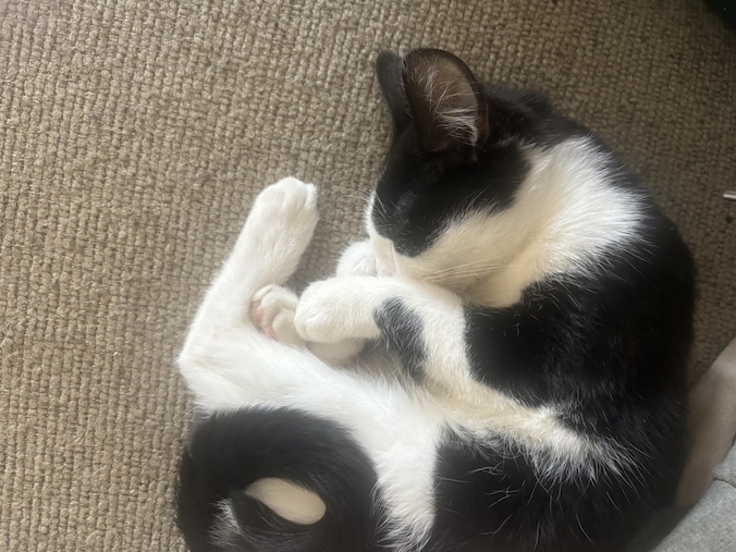Heb jij Boots gezien? Dit huisdier wordt in Montferland vermist | Regio ...