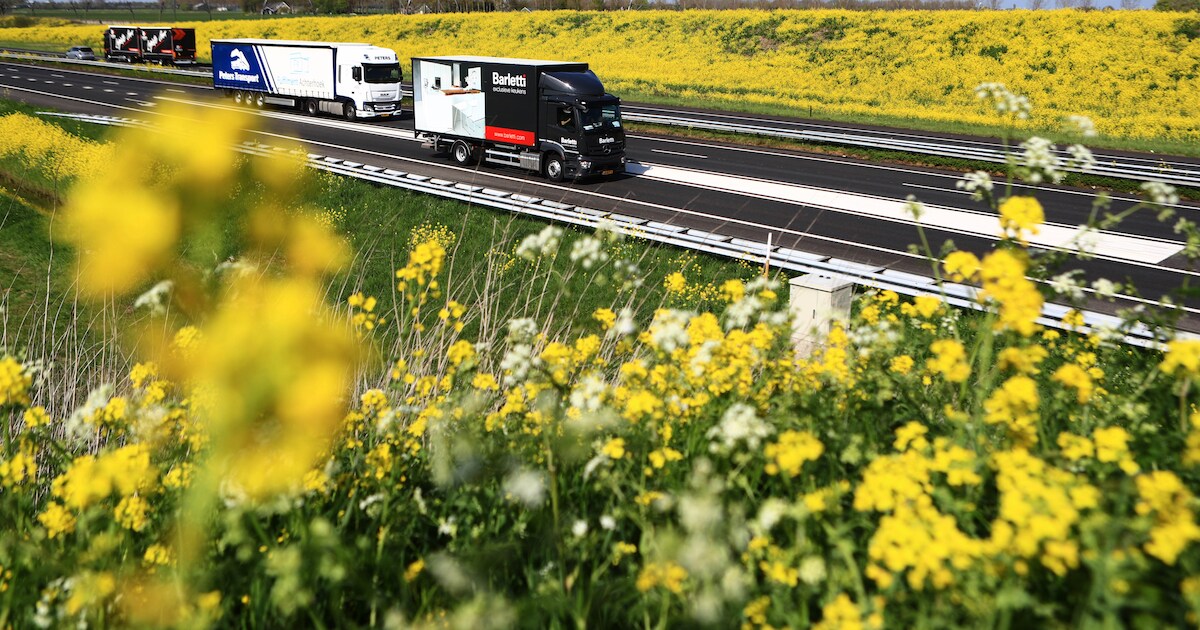 Vrolijk ‘geel goud’ volop in bloei langs A15 in Vuren | West Betuwe ...