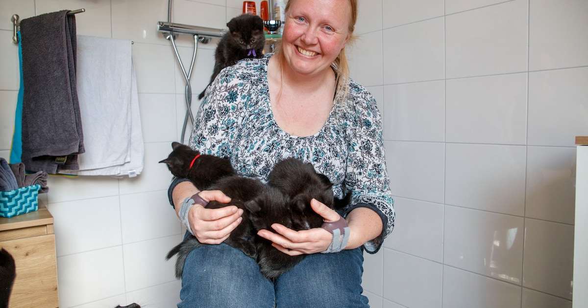 Anne kreeg de vraag of ze een hoogzwangere poes wilde opvangen. En toen ...