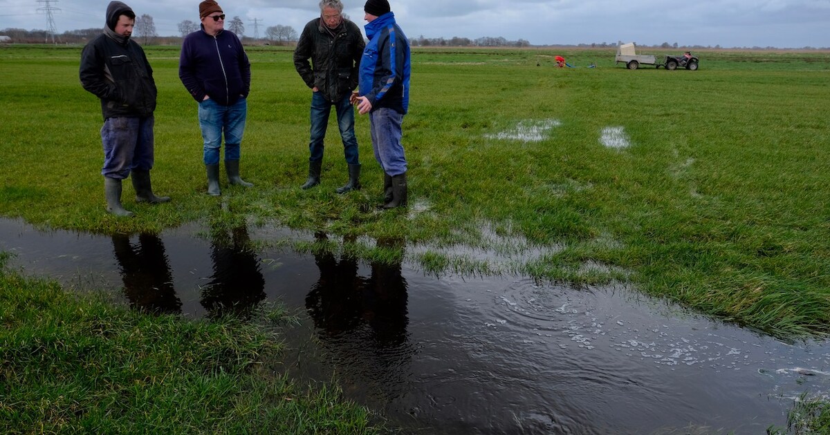 Boer zorgt voor ‘plasdras’ in Binnenveld bij Achterberg | Rhenen | De ...