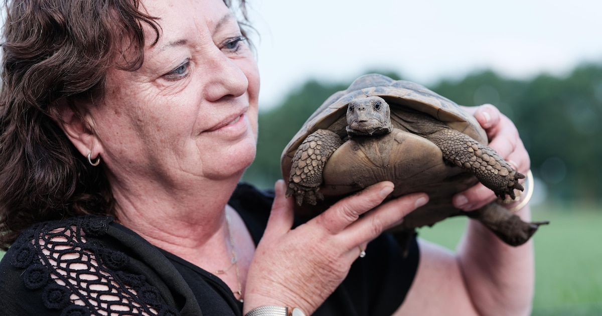 Baasje Sylvia zoekt zich suf naar Ed de schildpad: ‘Ze kunnen met dit ...