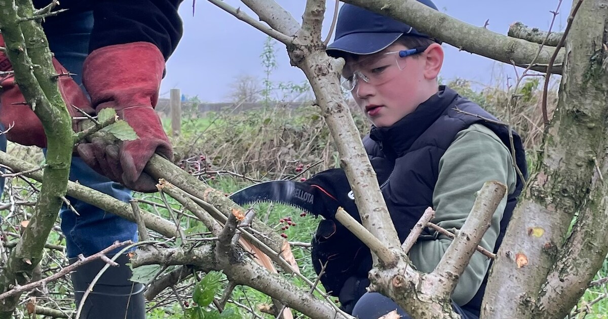 Samen heggen vlechten in Maasheggen bij Vortum-Mullem tijdens ...