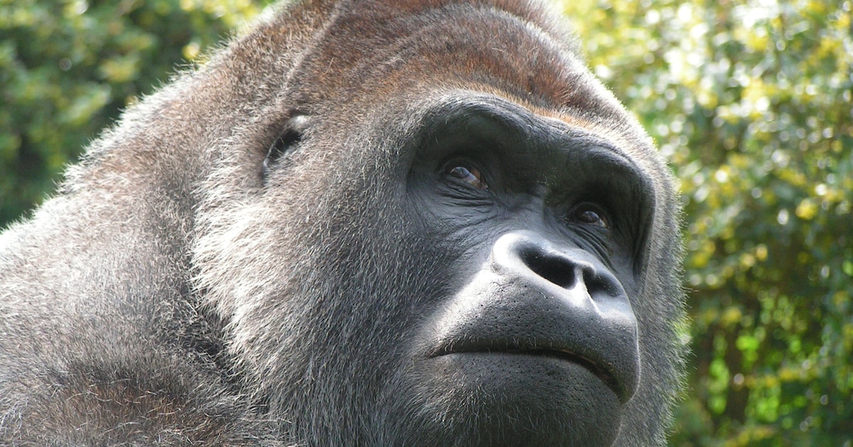 Ontroerend: gorilla’s en verzorgers nemen afscheid van dode Bauwi (33 ...