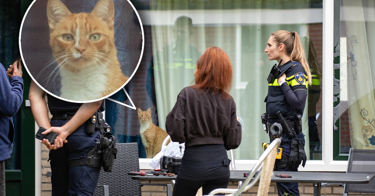 Alles wordt uit de kast getrokken om kater Ricky te bevrijden uit het ...