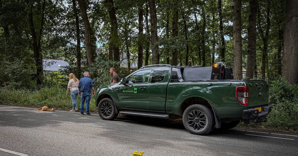 Reebok steekt plots de weg over in Arnhem en dan gaat het mis | 112 ...