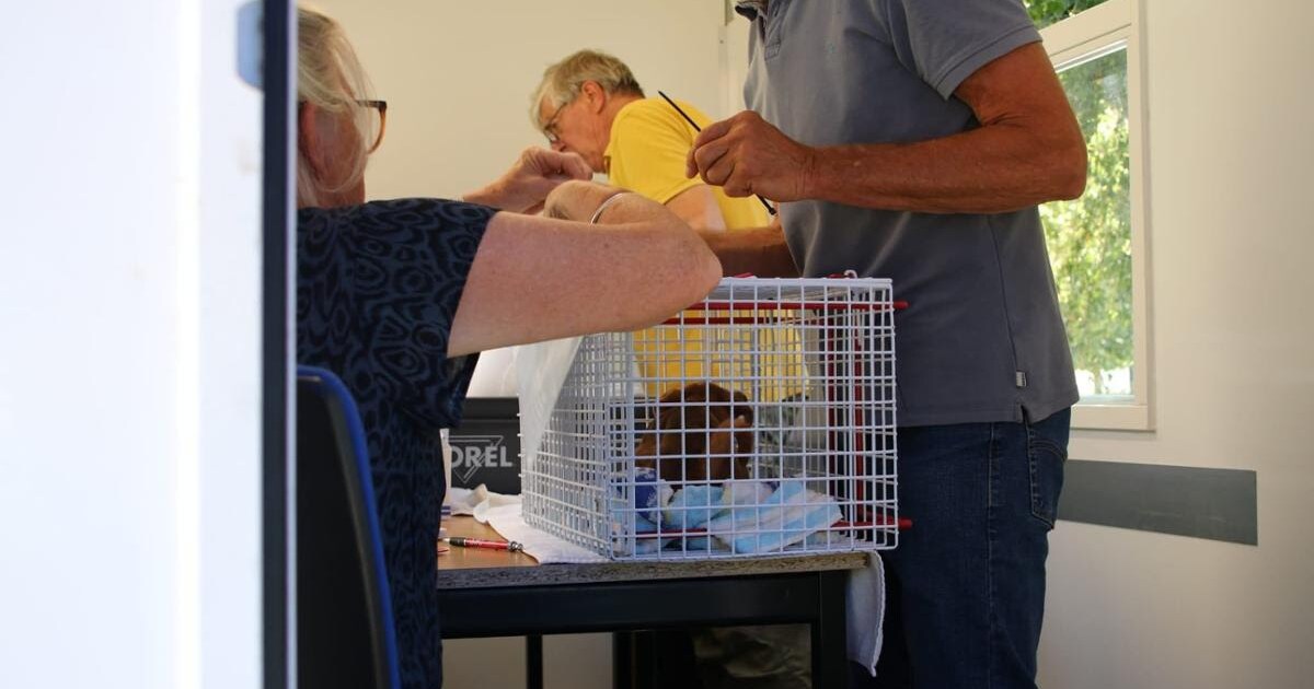 Meer dan 100 hondjes uit Culemborgs huis gered: woning onbewoonbaar | Culemborg | gelderlander.nl